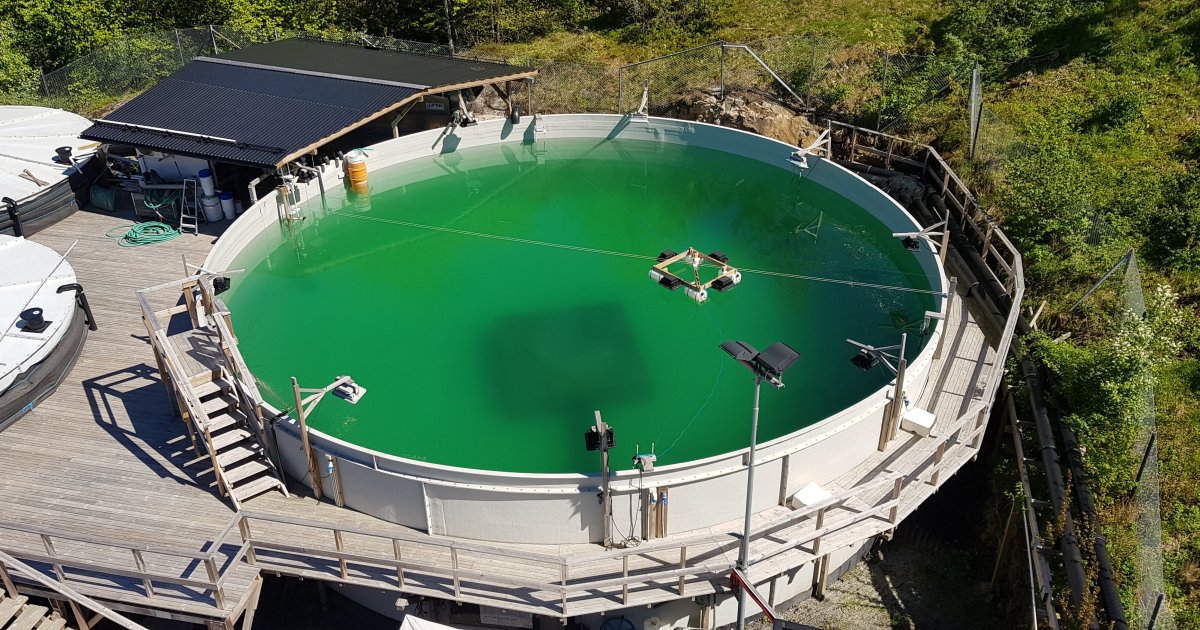 Ballast water testing | NIVA