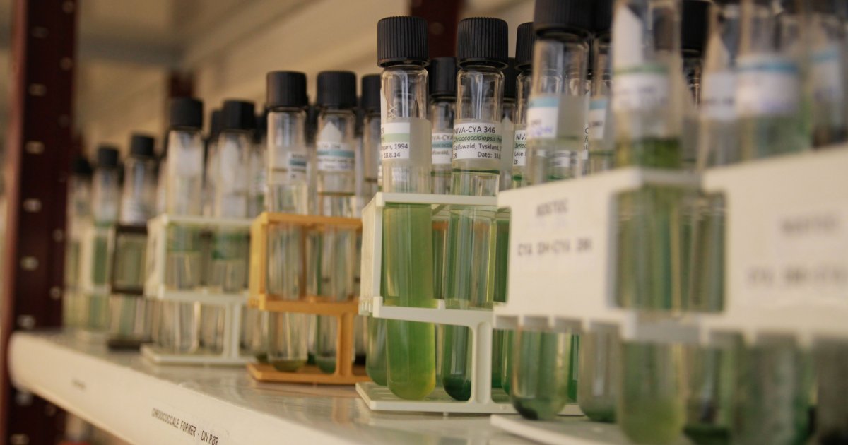 Algae Lab | NIVA