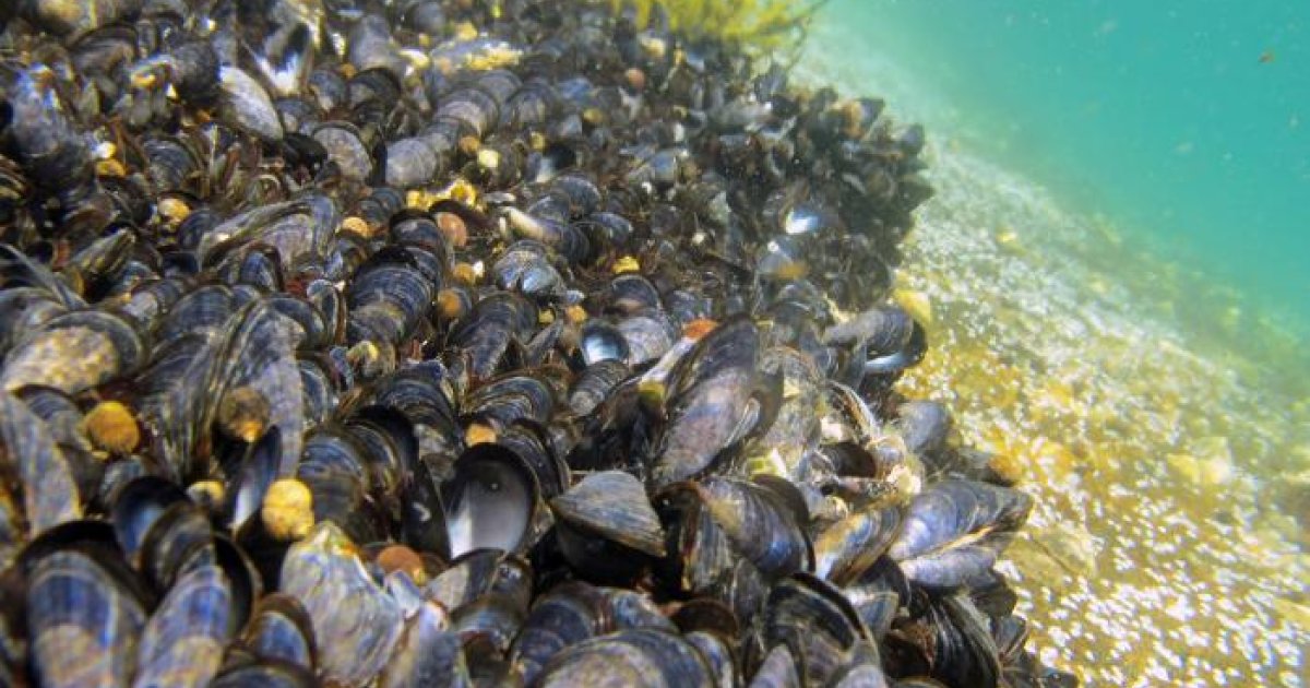 Measuring microplastics in blue mussels | NIVA