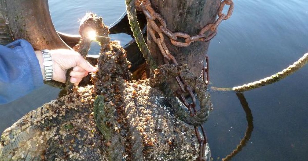 Monitoring alien marine species | NIVA