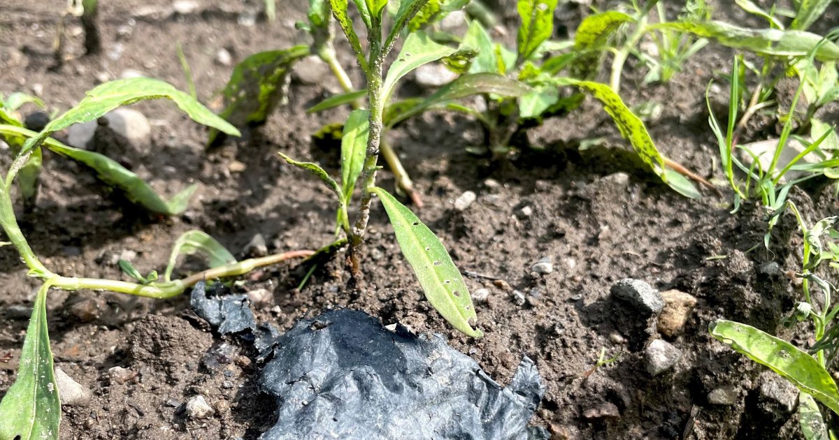 Plastic pollution threatens soil health in Europe | NIVA