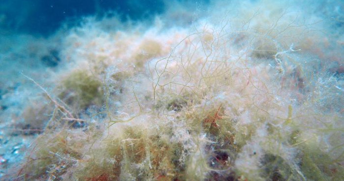 Turf algae growth in the Sognefjord | NIVA