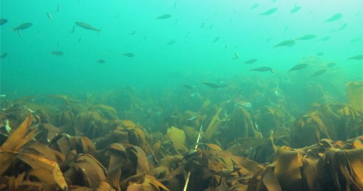 Europas hav står overfor en usikker framtid | NIVA